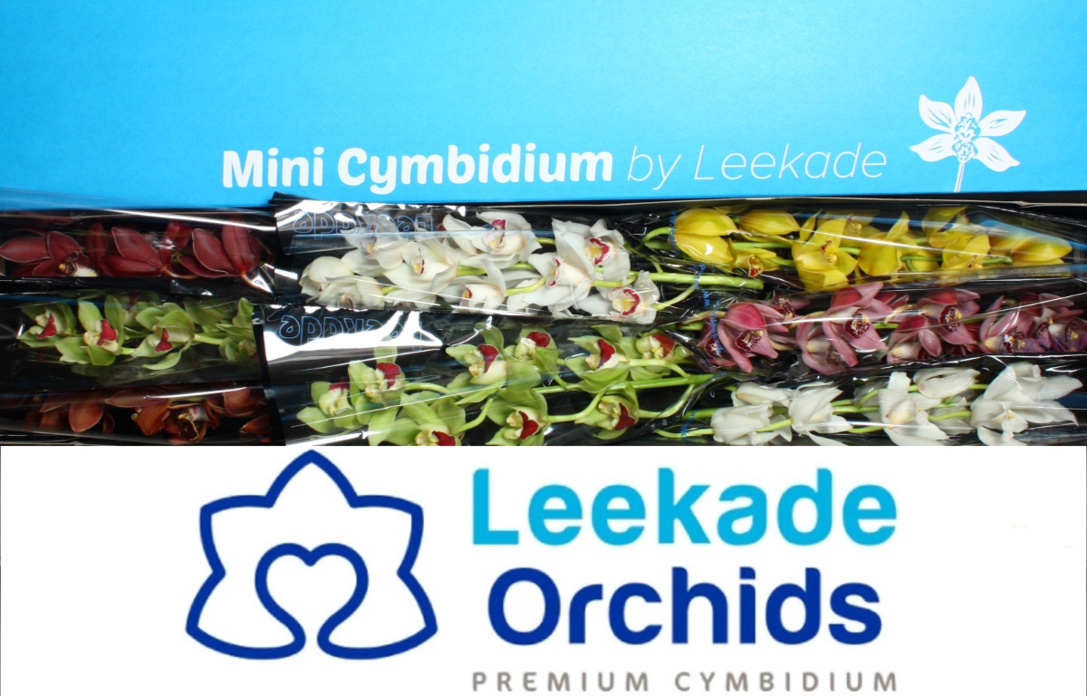 CYMB MI GEM 614 Leekade X8. (GM-12713) - FloraXchange