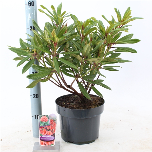 Rhododendron 'Tortoiseshell Orange' (rhtoraP23) - FloraXchange