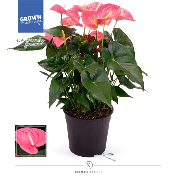 Anthurium - Karma Pink | 27 cm (0227KP) - FloraXchange