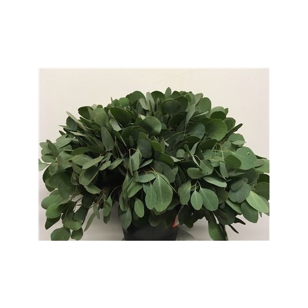 Euca Populus Blad P Stem (10 Stems Per Bunch) (41749) - FloraXchange