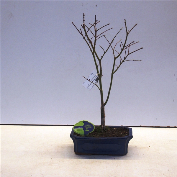 acer palmatum summer gold (apsum-25-2250) - FloraXchange