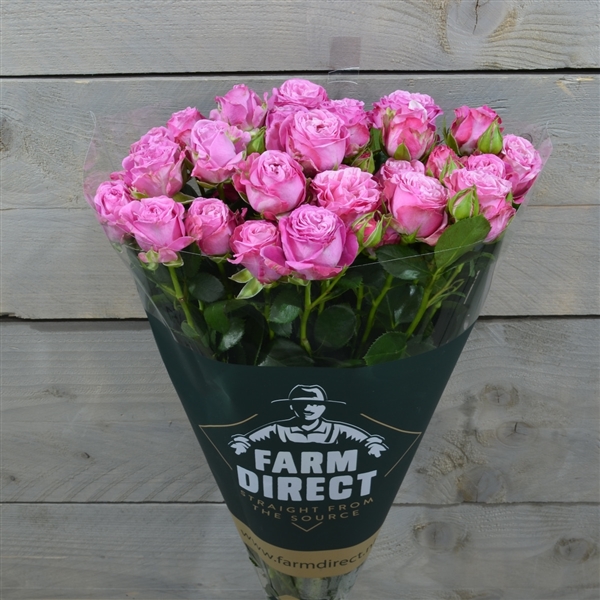 R TR LADY BOMBASTIC (9aa06d73e97a5) - FloraXchange