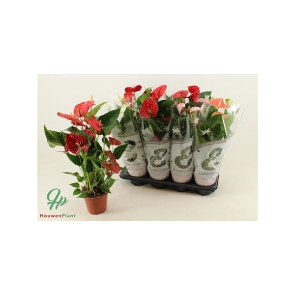 Anthu An Gem 4 Kl 4-5 (ae193f51d2b5b) - FloraXchange