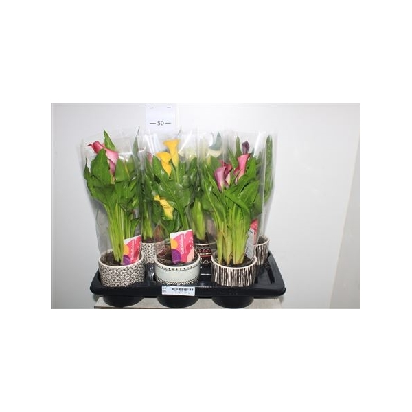 Zant Gem Ceramico (0f91247591574) - FloraXchange