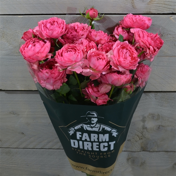 R TR JULIETTA RASPBERRY (796132c402376) - FloraXchange