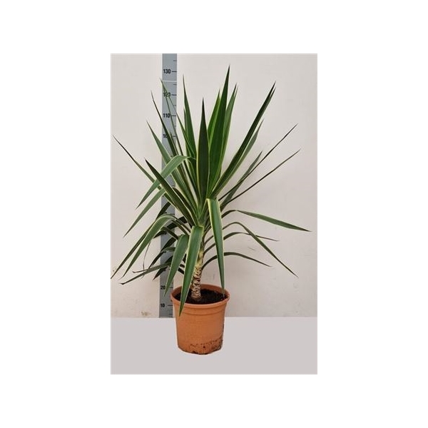 Yucca Puck (50ffb0aafc803) - FloraXchange