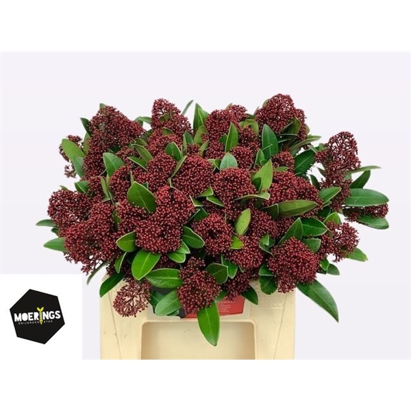 skimmia rubella 40cm (rub40) - FloraXchange