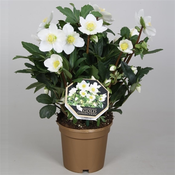 Helleborus Gold Collection® 'Jacob' in gouden pot (FP114-41301 ...