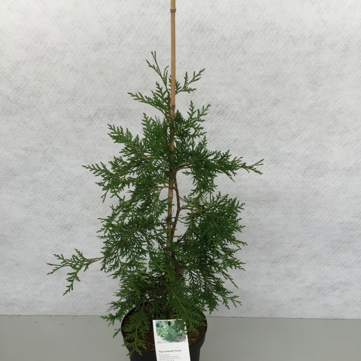 Thuja occidentalis 'Quebec Weeping' (thopen) - FloraXchange