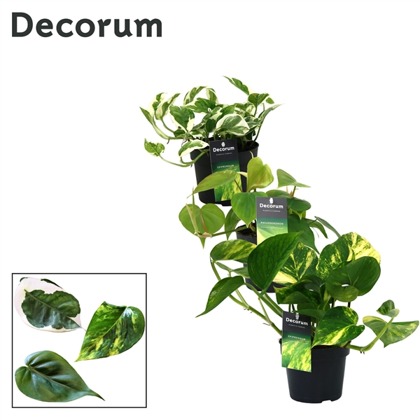 Mix Scindapsus (Epipremnum) / Philodendron gemengd DECORUM (DS12M115) - FloraXchange