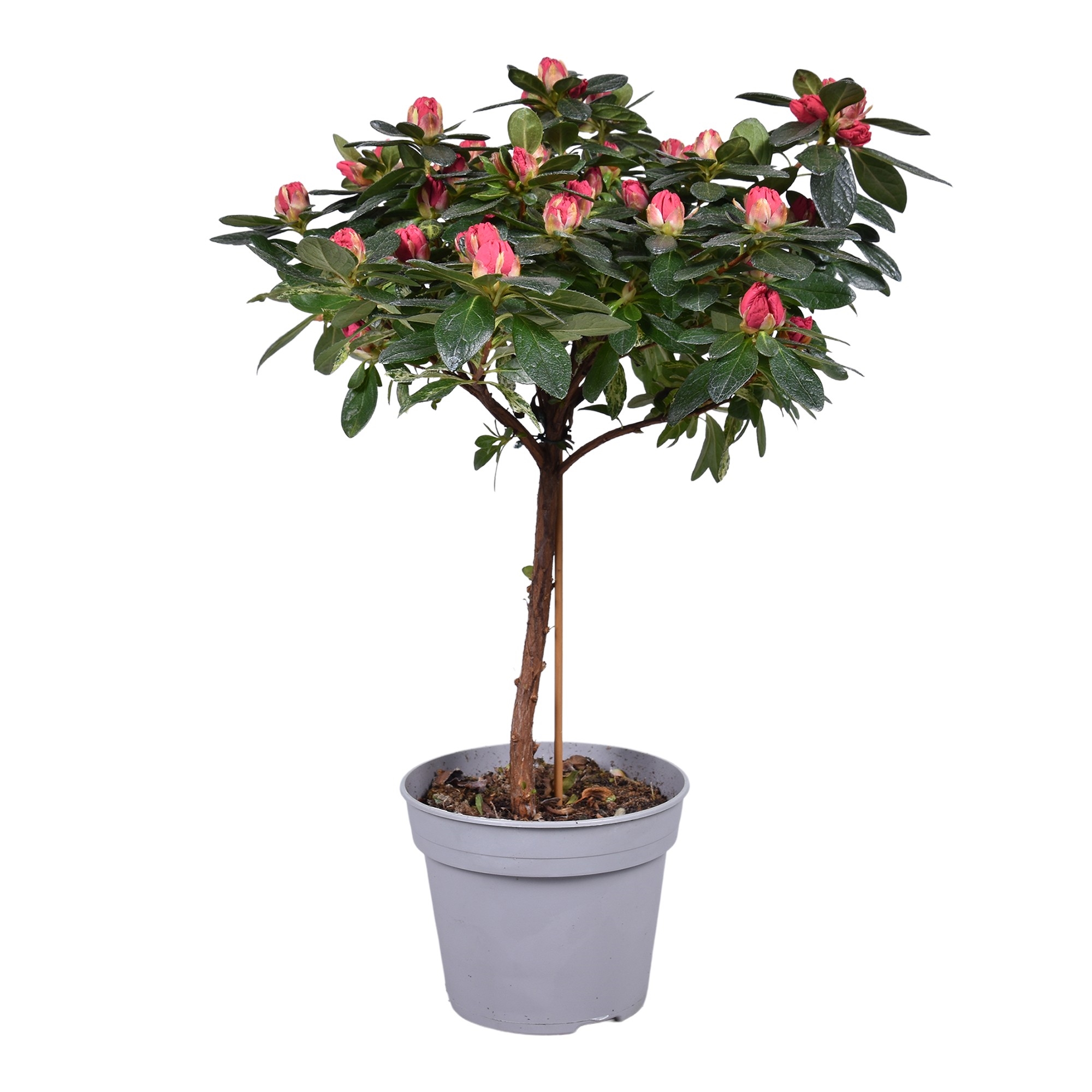 Azalea op stam rood 13cm (azstamrood13) - FloraXchange