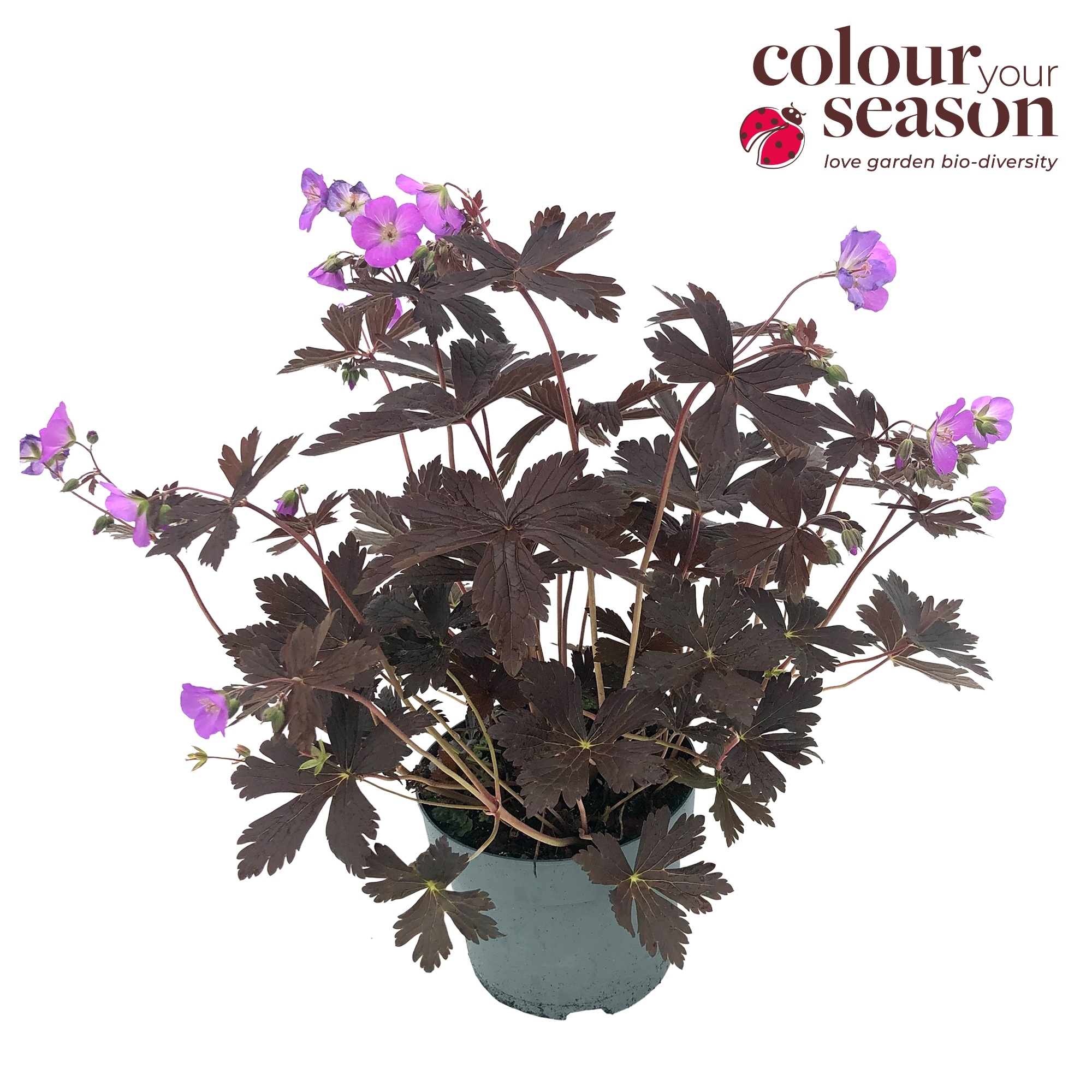 Geranium 'Stormy Night' (Ger19StormyN) - FloraXchange
