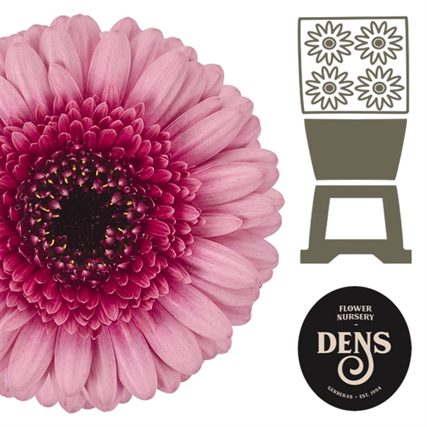 Ge Mi Isabelle - Bloemen Dens (e1333fc17ad72) - FloraXchange