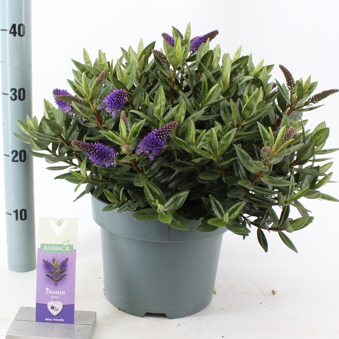 Hebe Donna® 'Britta' (Addenda) (hedbriP23) - FloraXchange