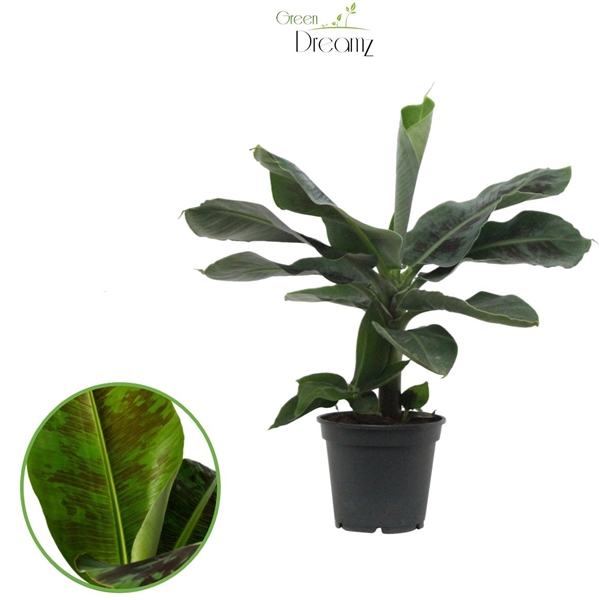 Musa Oriental Dwarf (8240MUS17) - FloraXchange