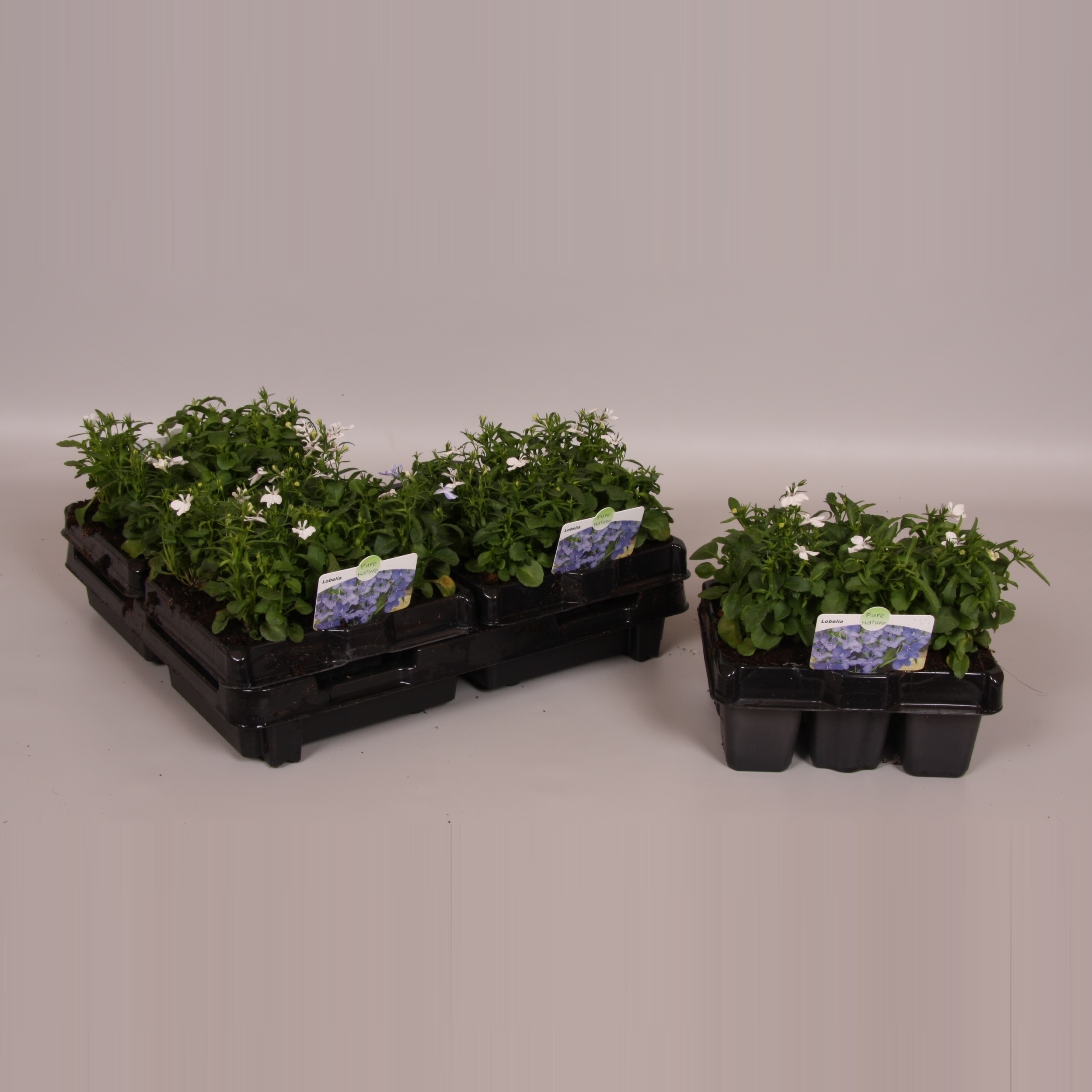 Lobelia erinus 'Compacta' (wit) 4x6 (370) - FloraXchange