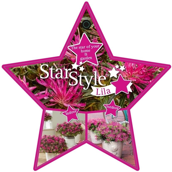 Azalea 'Starstyle Lila' ® (SKAZAL19STLIB) - FloraXchange