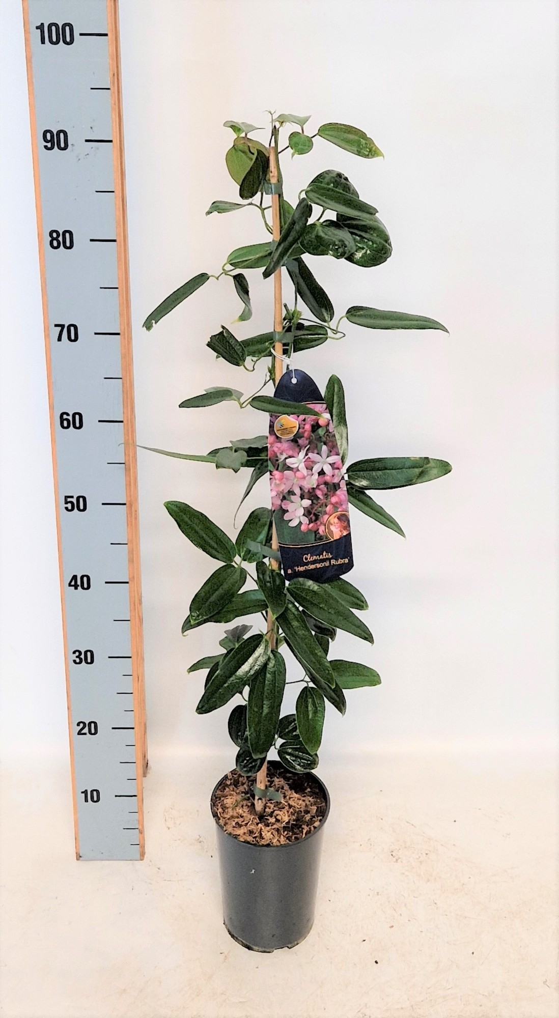 Clematis armandii 'Hendersonii Rubra' (007) - FloraXchange