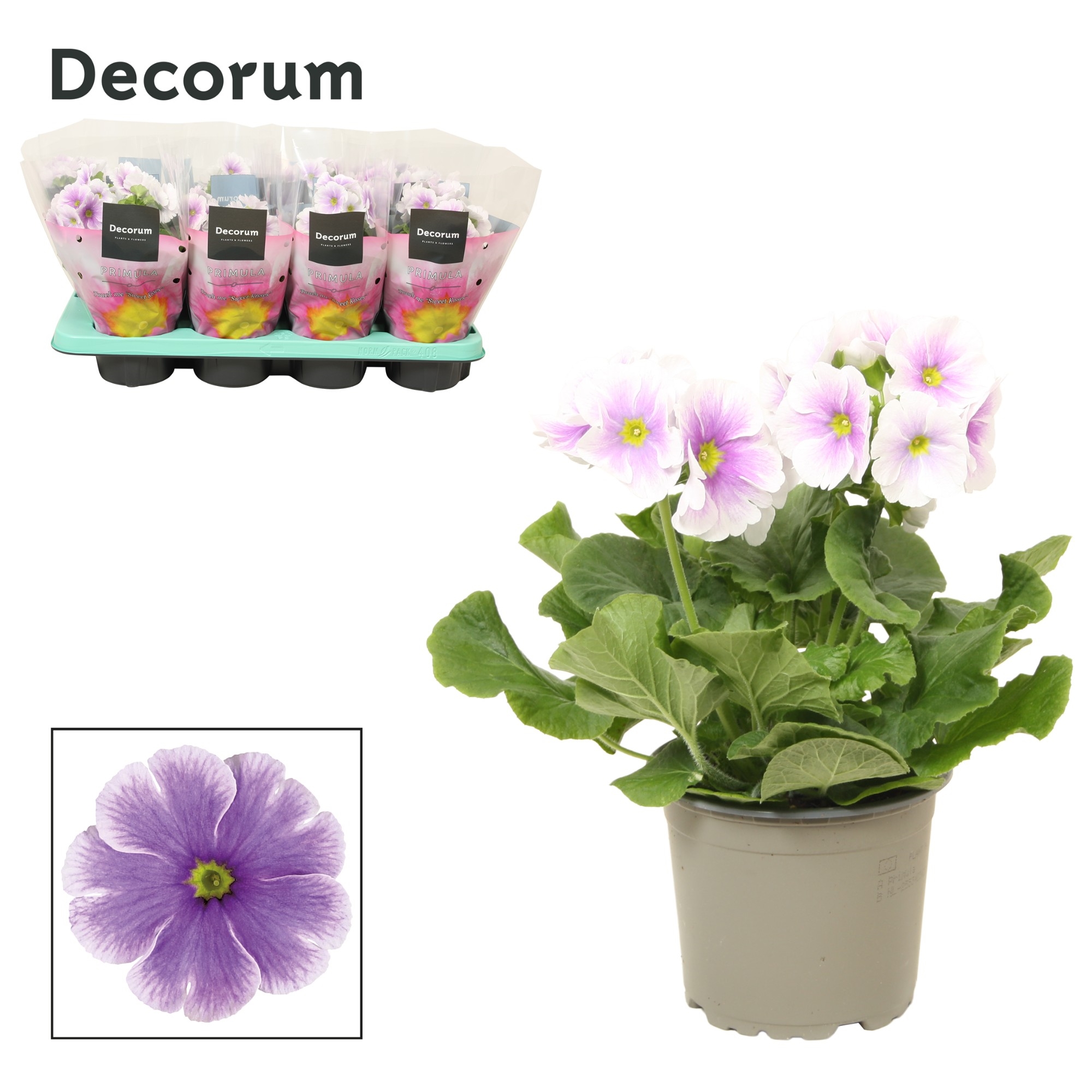 Primula 'Touch Me' Blue-White | Decorum (9210399201) - FloraXchange