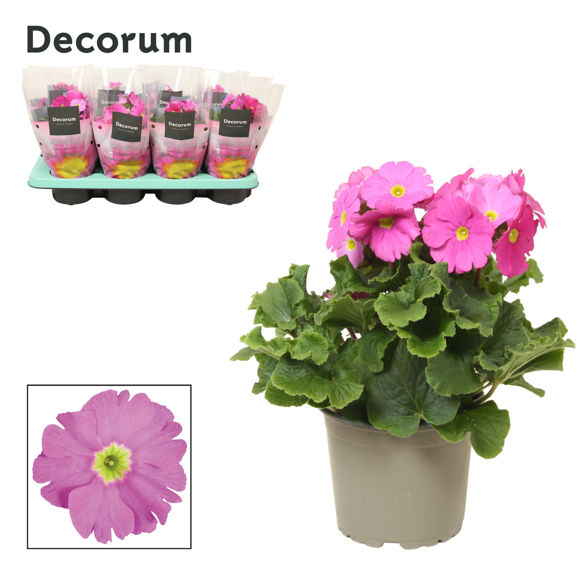 Primula 'Touch Me' Pink | Decorum (9210663501) - FloraXchange