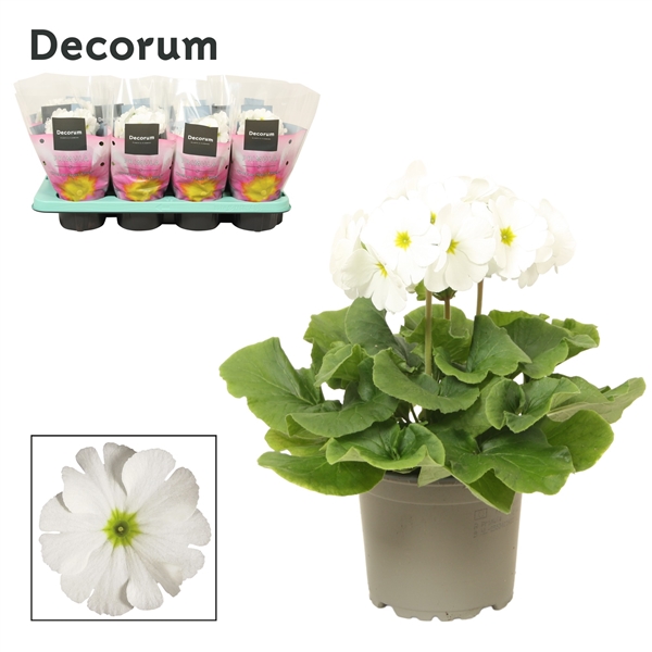 Primula 'Touch Me' White | Decorum (922290901) - FloraXchange