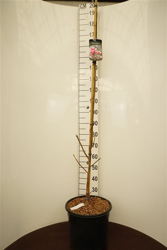 Magnolia 'Rose Marie' (11206683) - FloraXchange