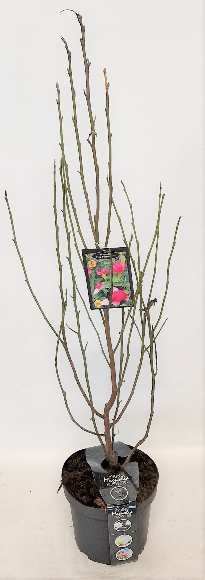 Magnolia 'Pink Pyramid' PBR (mapp11028) - FloraXchange