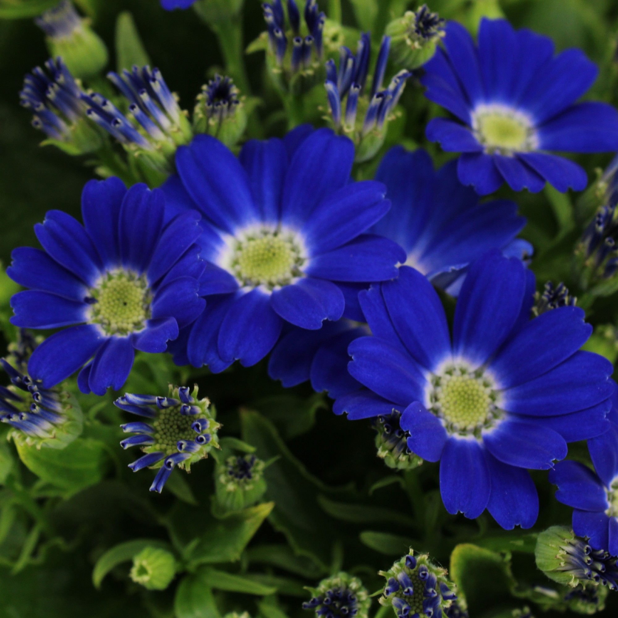 Pericallis Cruentus Cineraria Venezia gemengd (Cin12Gemengd) - FloraXchange