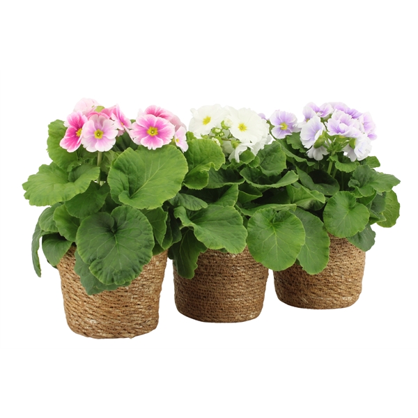 55143: Solutionss klantspecifiek (55143) - FloraXchange