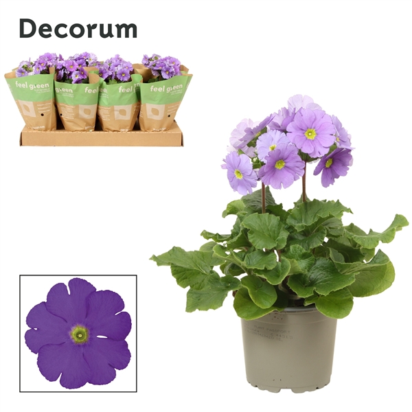 Primula 'Touch Me' Blue 'Feel Green' | Decorum (9FG10399301) - FloraXchange