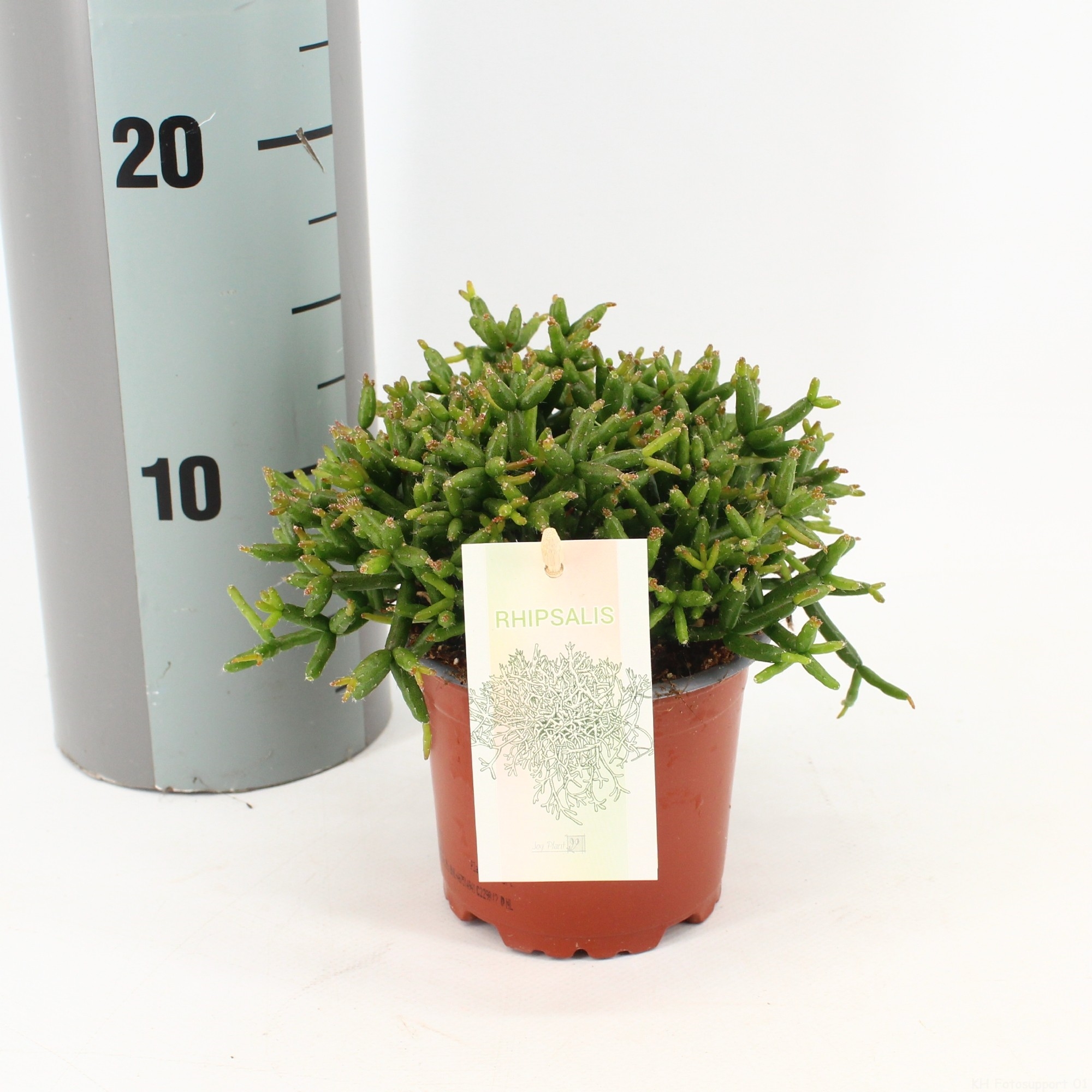 Rhipsalis burchelli P10,5 (rhi10,5burche) - FloraXchange
