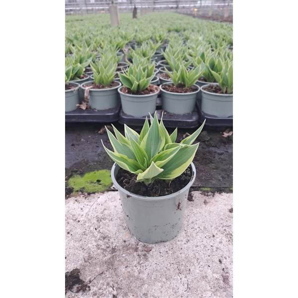 Hosta 'Bobcat' (HOS13BOCVWT) - FloraXchange