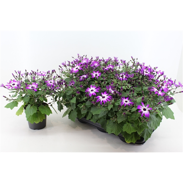 Senecio Senetti Pink Bicolor (SenVDHP15PB) - FloraXchange