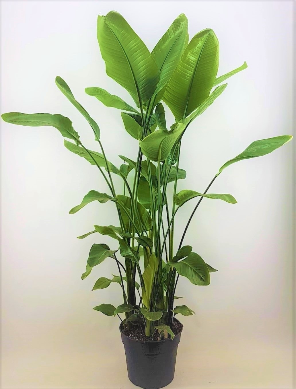 Strelitzia nicolai 38 Toef 7 pp (Streli-36toef) - FloraXchange