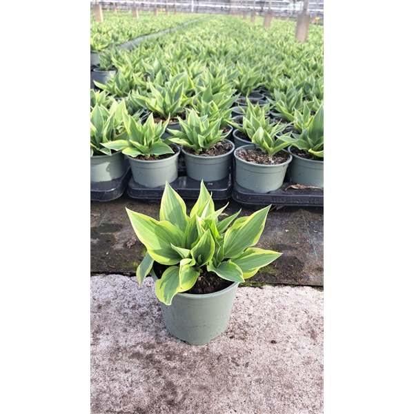 Hosta 'Bobcat' (HOS13BOCVWT) - FloraXchange