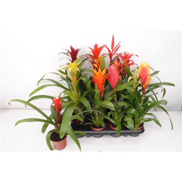 Bromelia mix (FP105-09100) - FloraXchange