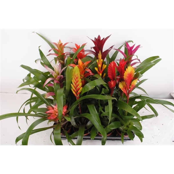 Bromelia mix (FP105-09100) - FloraXchange