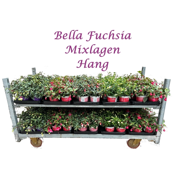 Bella Fuchsia Mixkar Hang (Mix per laag) (Mix laag hang) - FloraXchange
