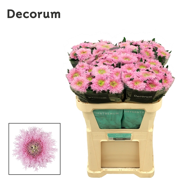 Chr G Etrusko (Etrusko 2-G) - FloraXchange