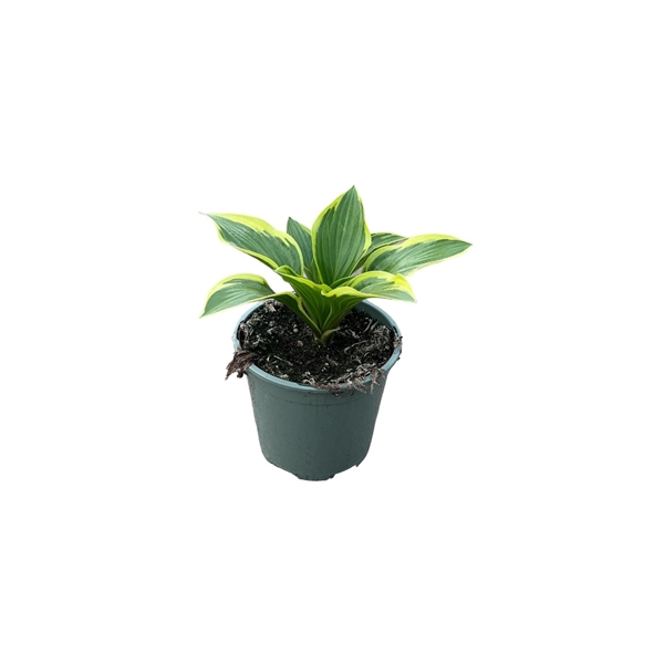 Hosta 'Bobcat' (HOS13BOCVWT) - FloraXchange
