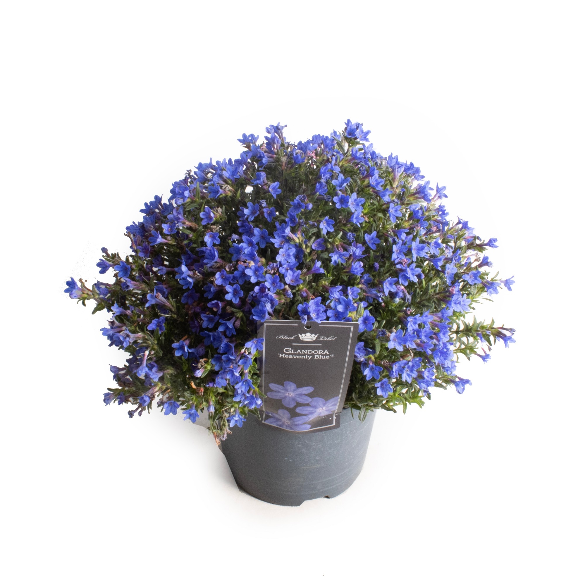 Glandora diffusa Heavenly Blue (LIT19HBL) - FloraXchange