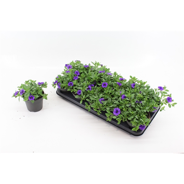 Calibrachoa Blue (CalibraBlue) - FloraXchange