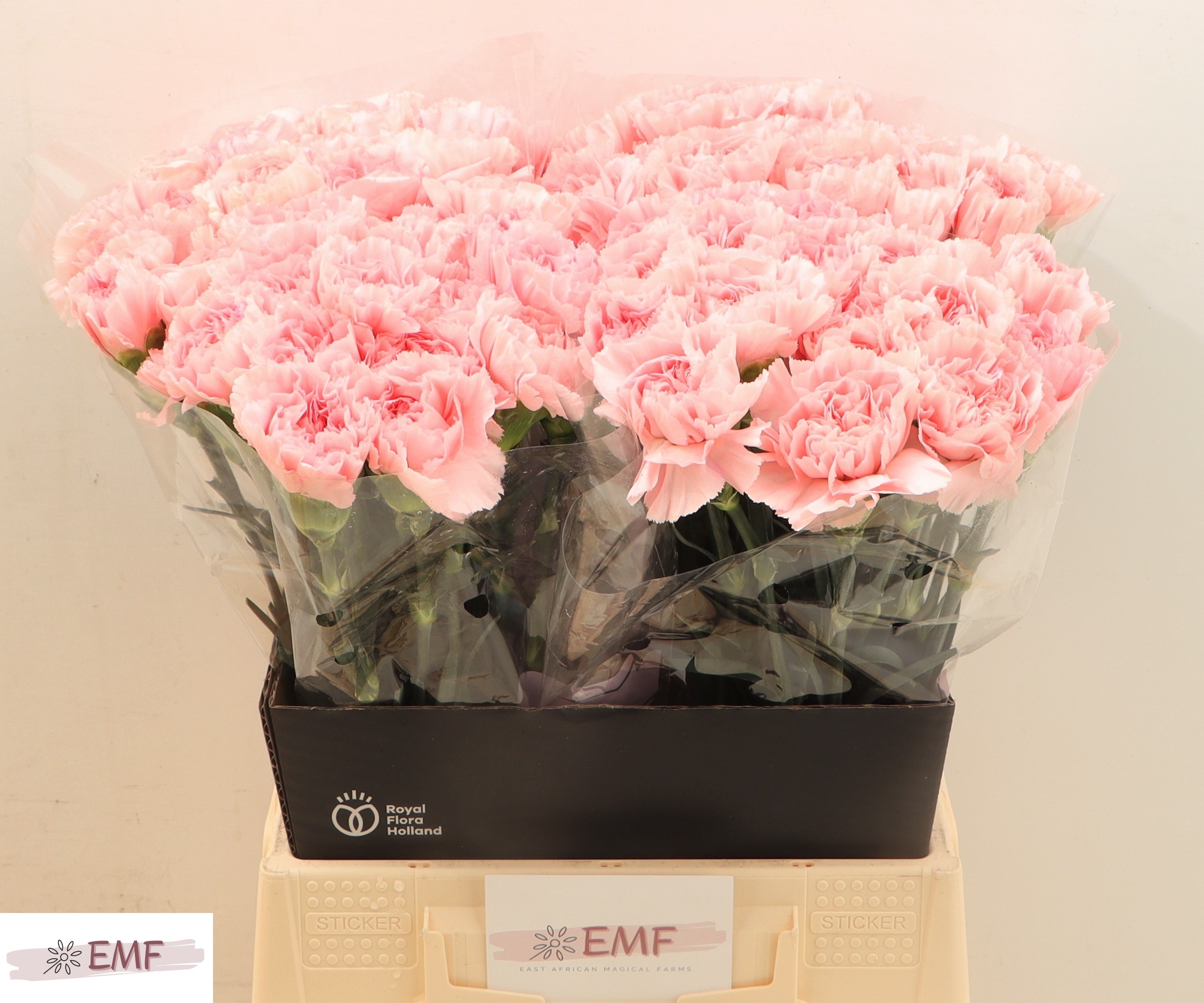 DI ST PINK MONTEZUMA (a3421ccd3b2c2) - FloraXchange