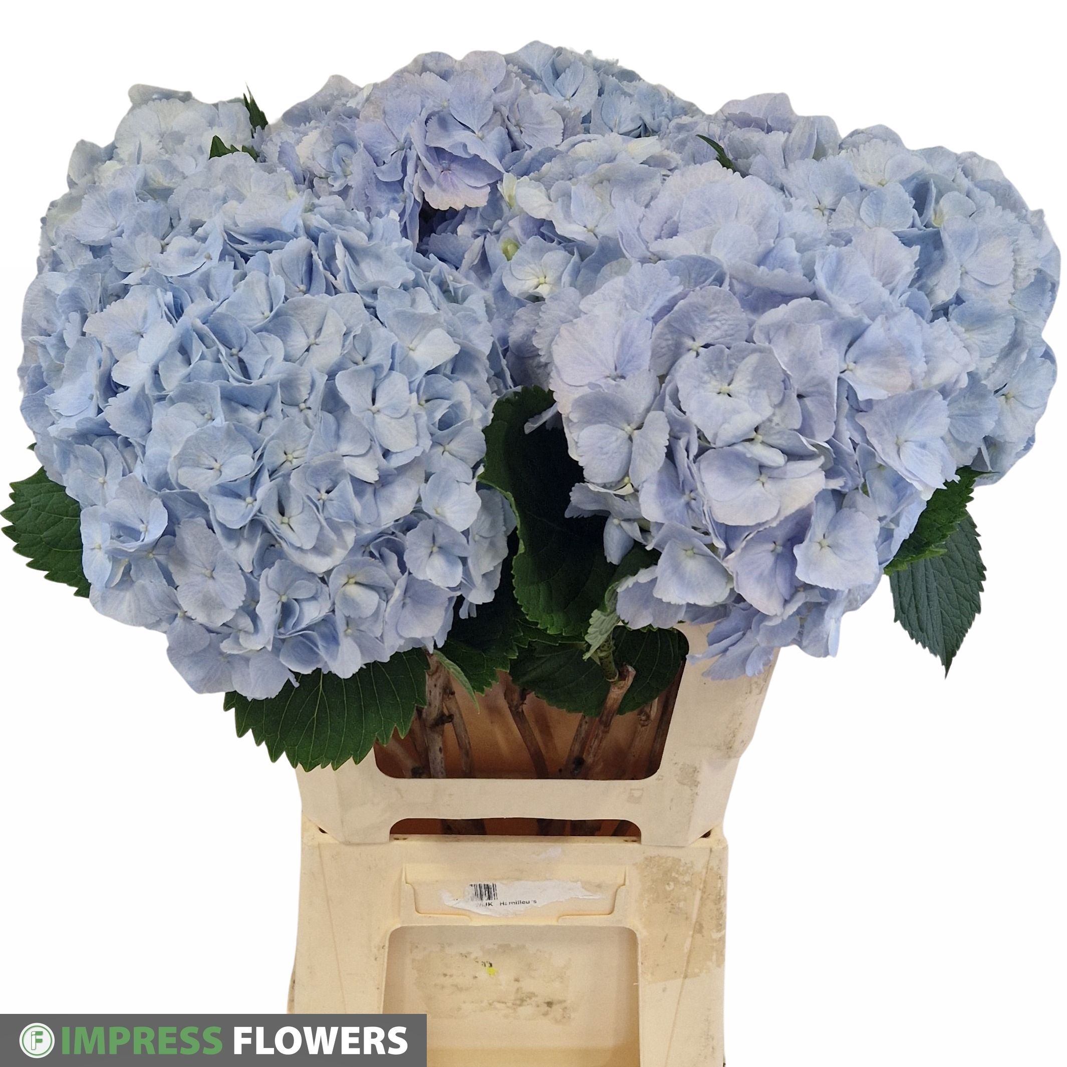 Verena Blauw 60cm (Verena_bl_60) - FloraXchange