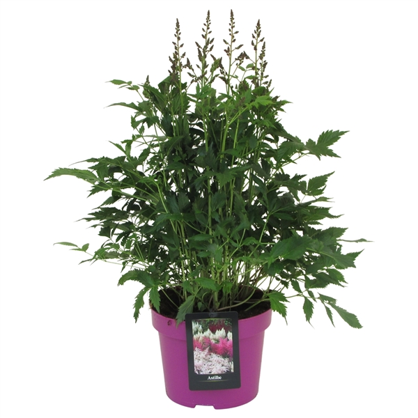 Astilbe Japonica Grp 'Mainz' (FPV119AP23) - FloraXchange