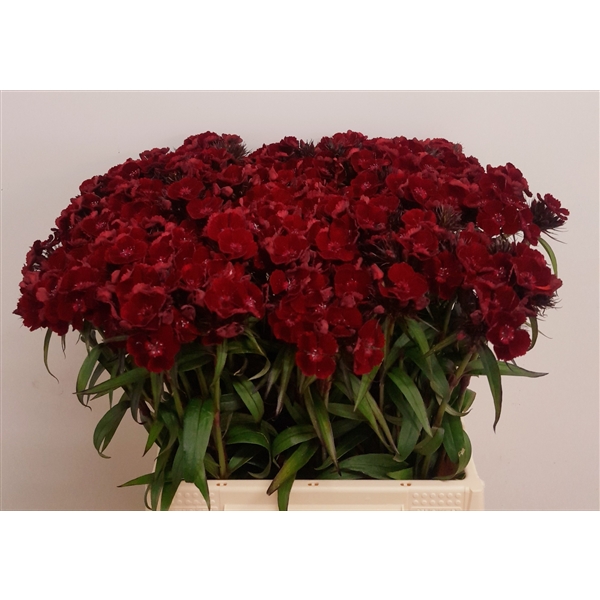 Dianthus barbatus Barbarella Diep Rood (dian dieprood) - FloraXchange