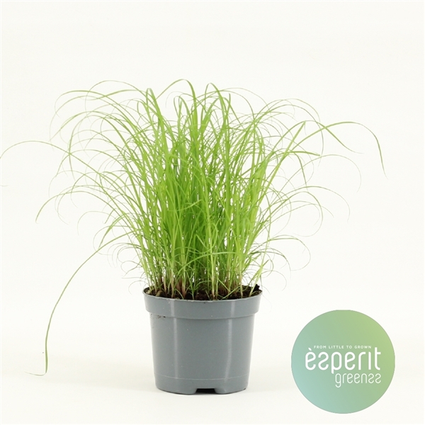 Cyperus Zumula (228521) - FloraXchange