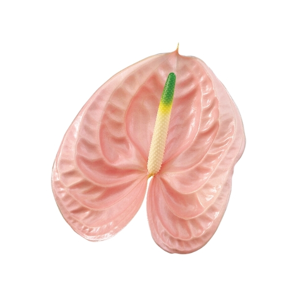 ANTH A CHEERS 32 Double Pack (GM-78623) - FloraXchange