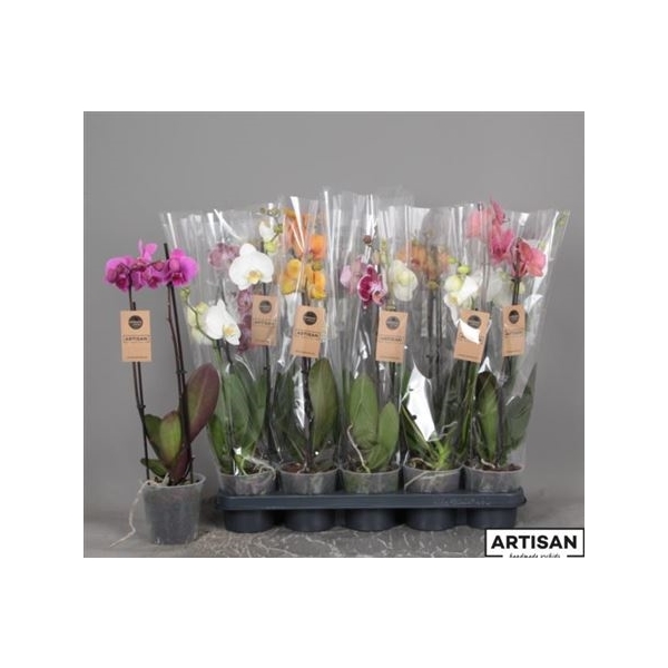 Phal Gem 5 Kl 2 Branches 12+ (545339c376926) - FloraXchange