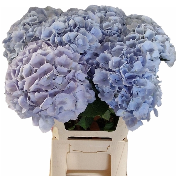 Verena Blauw 60cm (Verena_bl_60) - FloraXchange